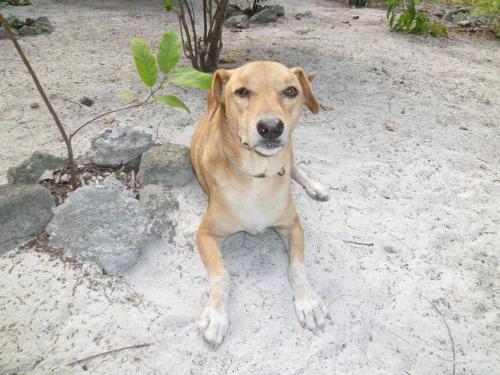 Paradise Beach Bungalows, Paje - Centraldereservas.com