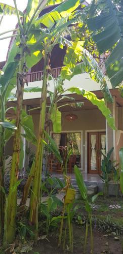 Hostales y pensiones Mango Tree Inn, Pemuteran - Centraldereservas.com