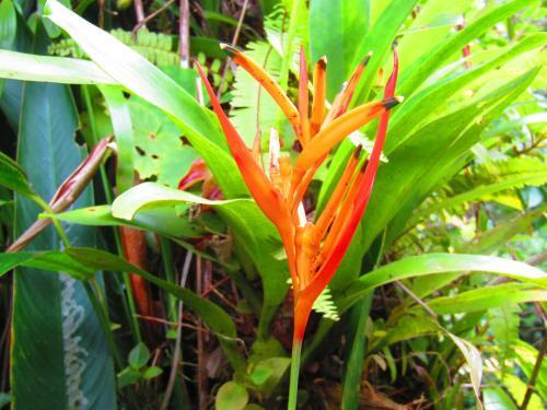 Hotel Agua Inn, Nuevo Arenal - Central de Reservas