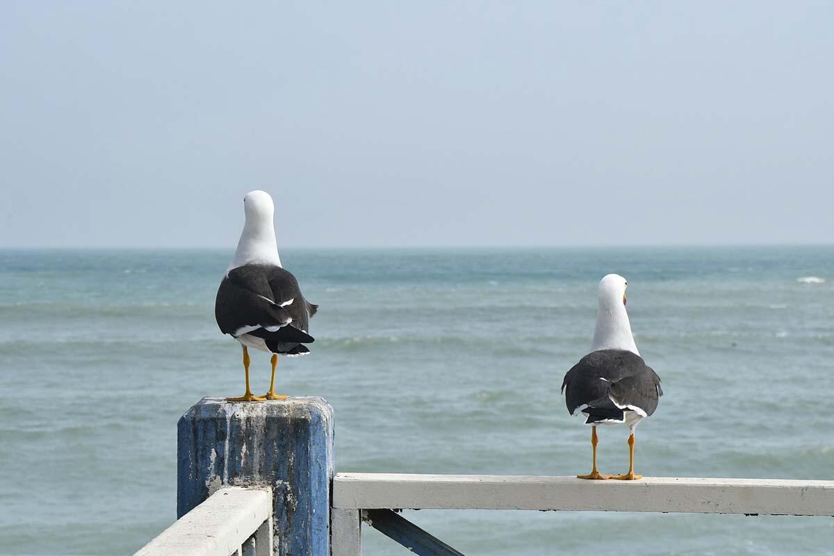 Hoteles en Huacho, Lima - Central de Reservas